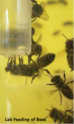 Pesticide Toxicity to Bees – Pesticide Environmental Stewardship