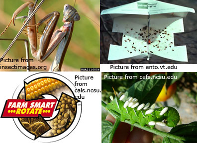 Take Steps to Avoid Insecticide Resistance – Pesticide Environmental ...
